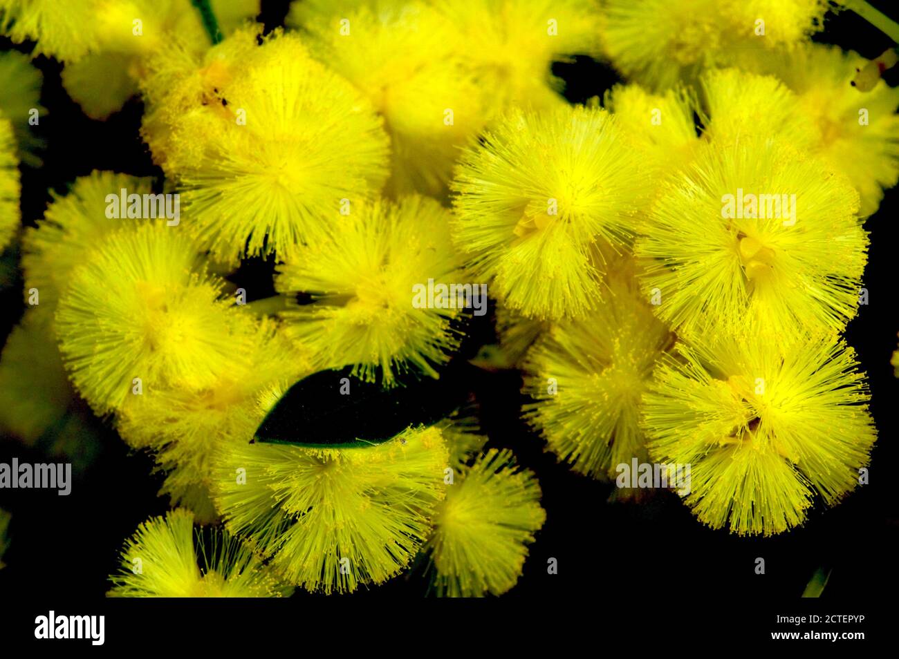 Wattle blossom in Spring - Silver Wattle in full bloom with a gum leaf ...