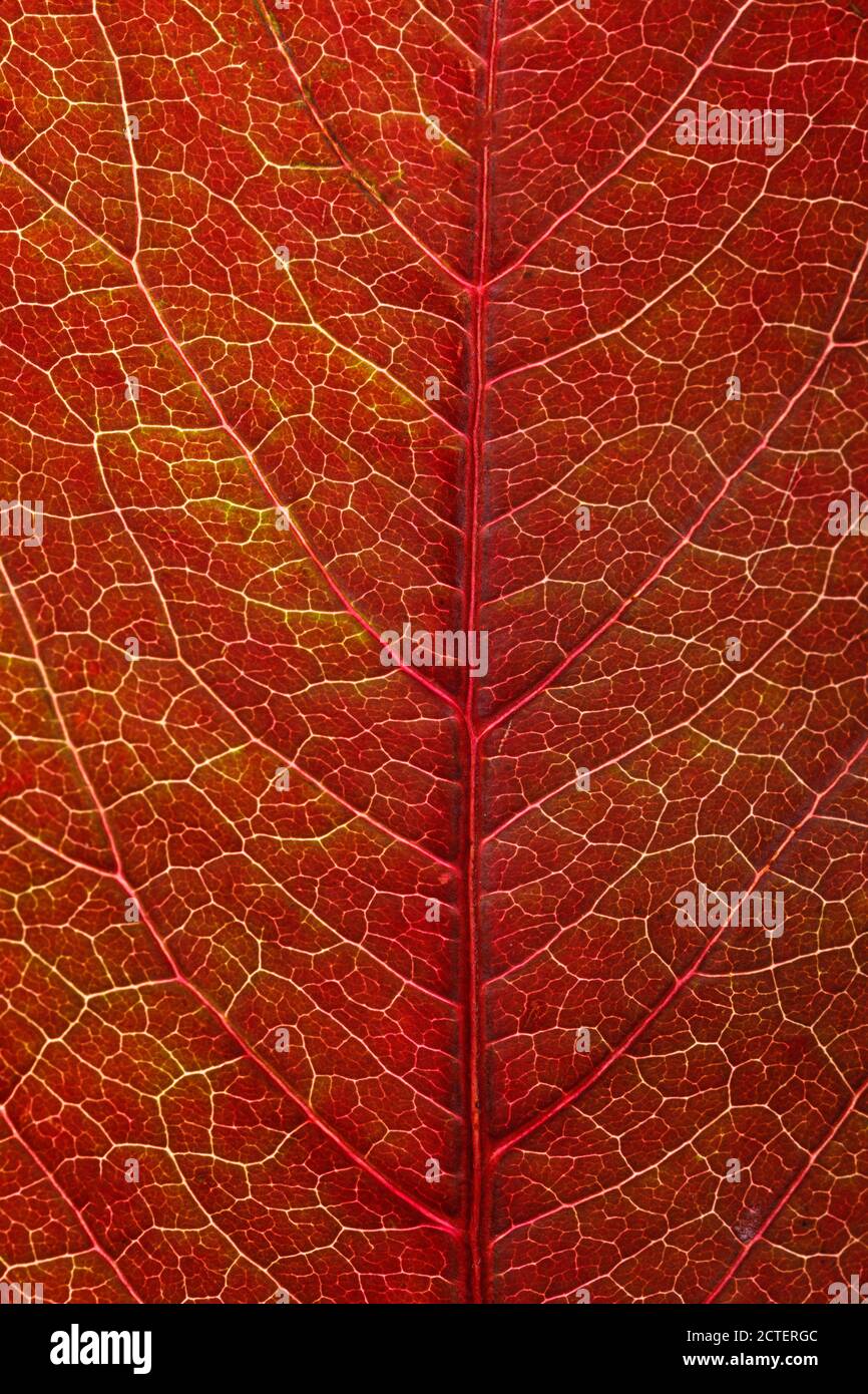 beautiful maple leaf close up. background for design Stock Photo - Alamy