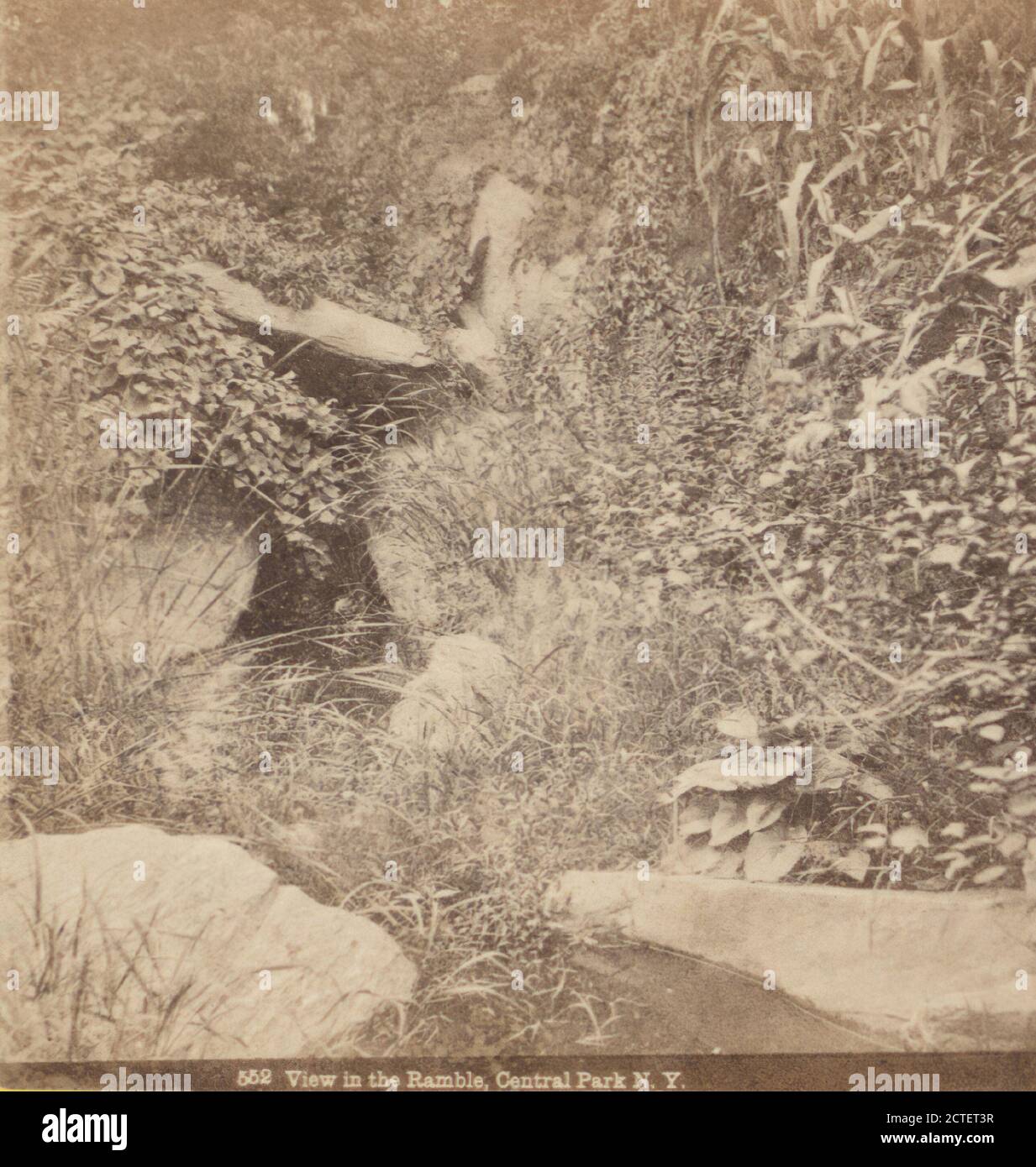 View in the Ramble, Central Park, N.Y., Bierstadt Brothers, New York ...