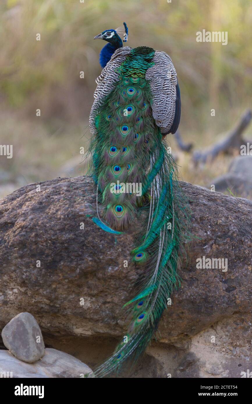 Adult male Indian peafowl perched atop a big boulder in the Jhirna ...
