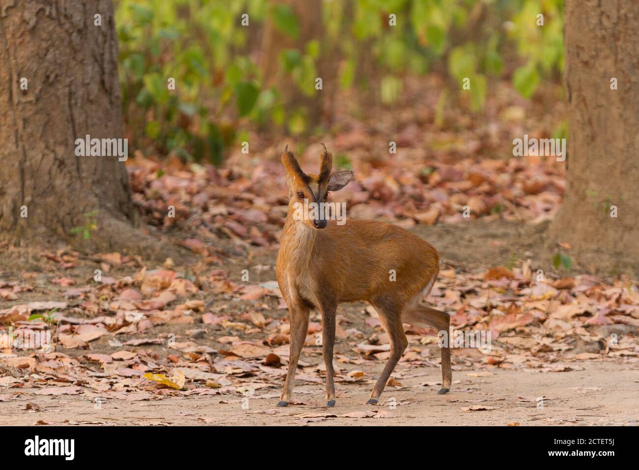 Indian muntjac hi-res stock photography and images - Alamy
