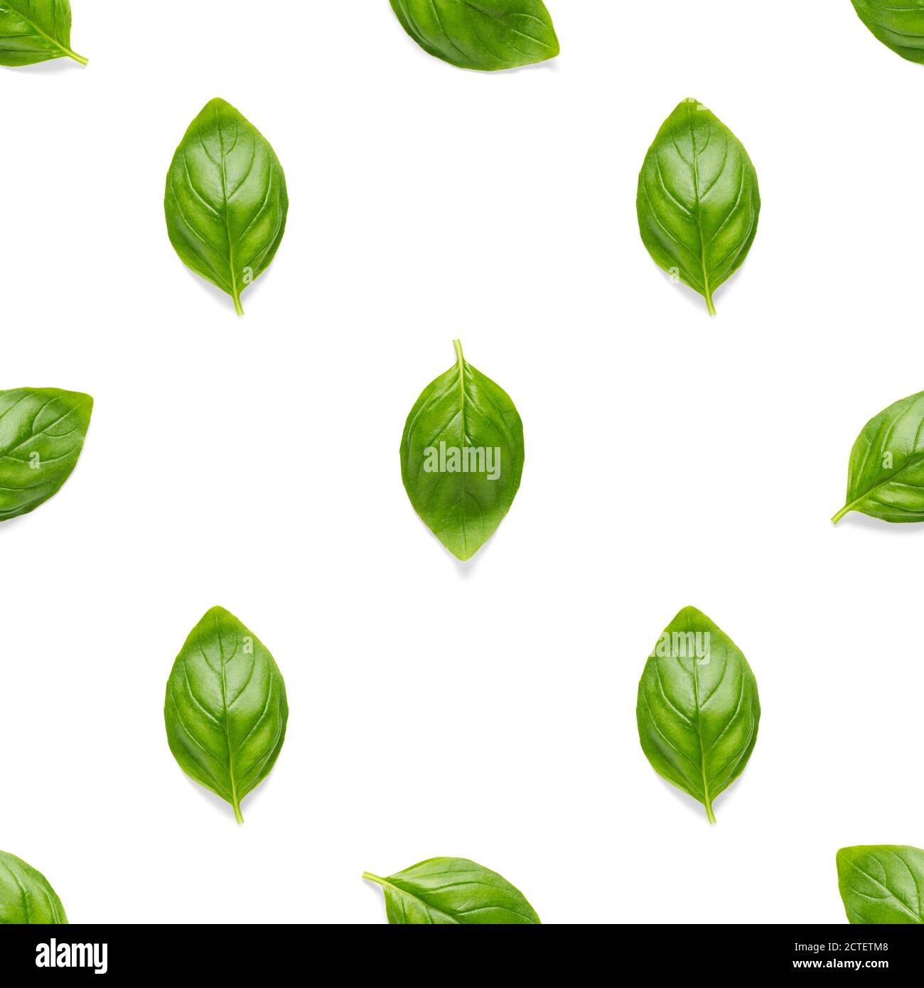 Italian Basil leaf herb seamless pattern on white background, Creative ...