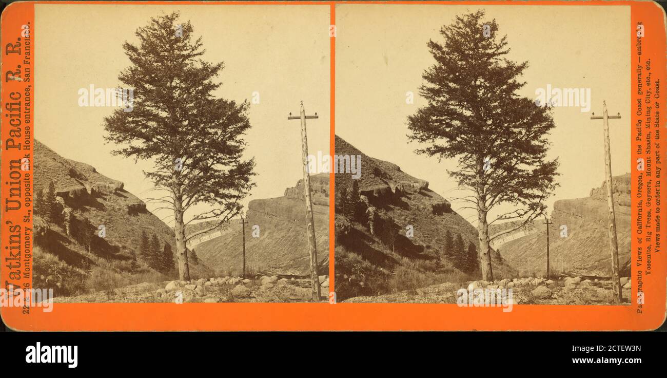 000 mile tree hi-res stock photography and images - Alamy