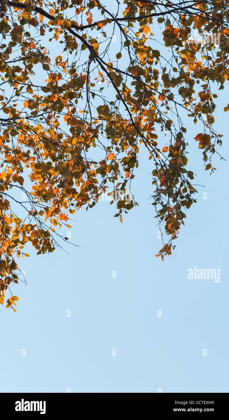 Vertical leaves background hi-res stock photography and images - Alamy