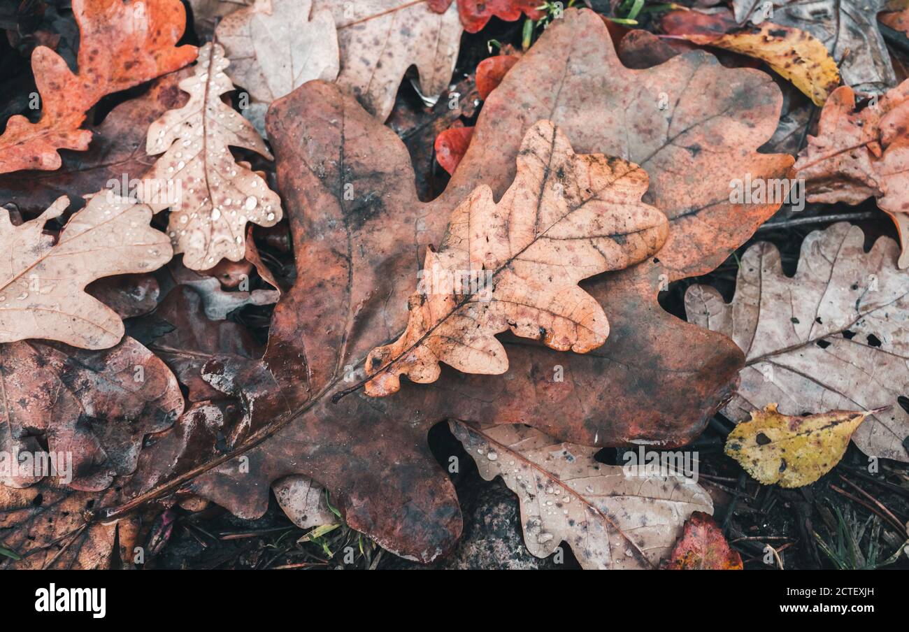 Natural autumn background photo, fallen oak tree leaves lay on the ...