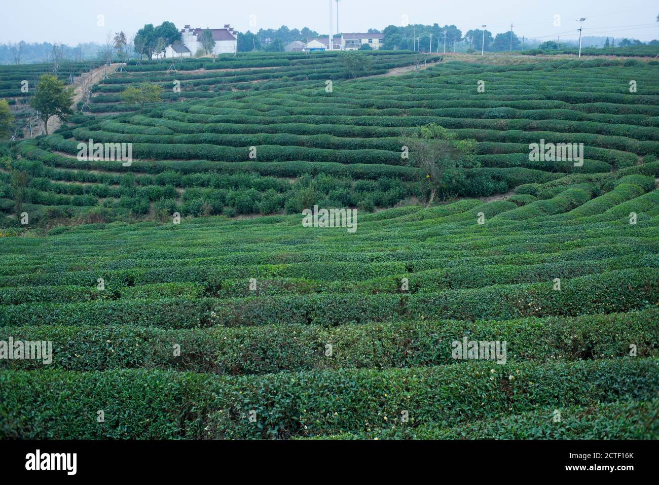 Tea plantation landscape china hi-res stock photography and images - Alamy