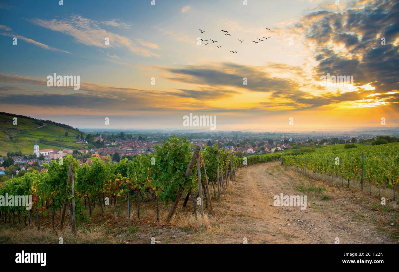 Vineyards in the heights of Barr in Alsace in France on an early autumn ...