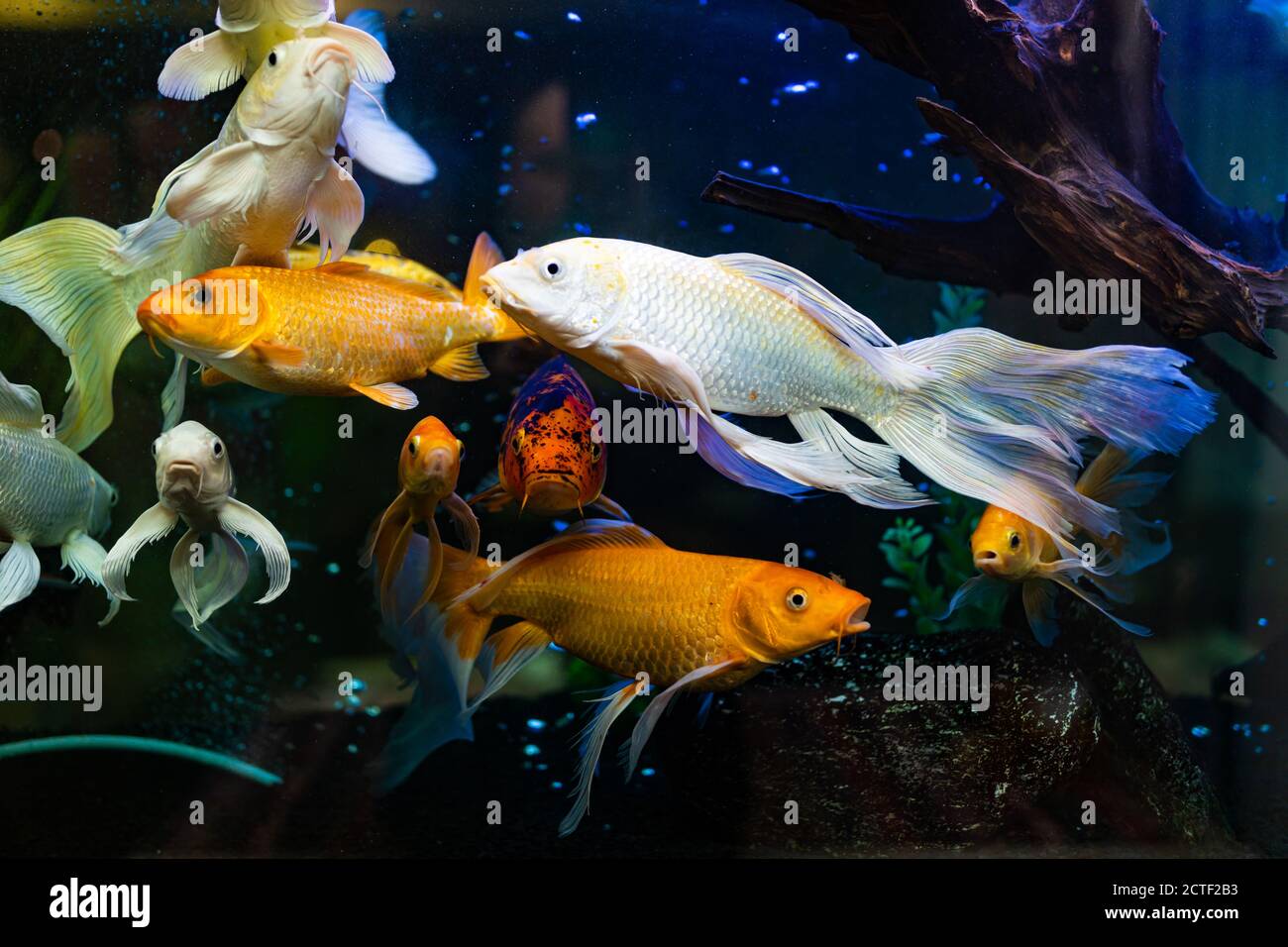 Different fish water tank aquarium hi-res stock photography and images ...