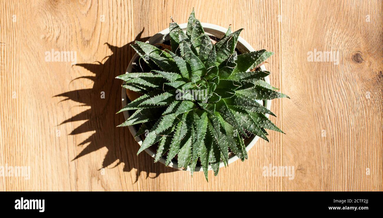 Succulent close-up in full frame. The concept of home plants Stock ...