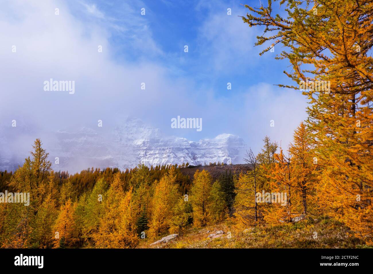 Beautiful golden larches in mountains, Fall season Stock Photo - Alamy