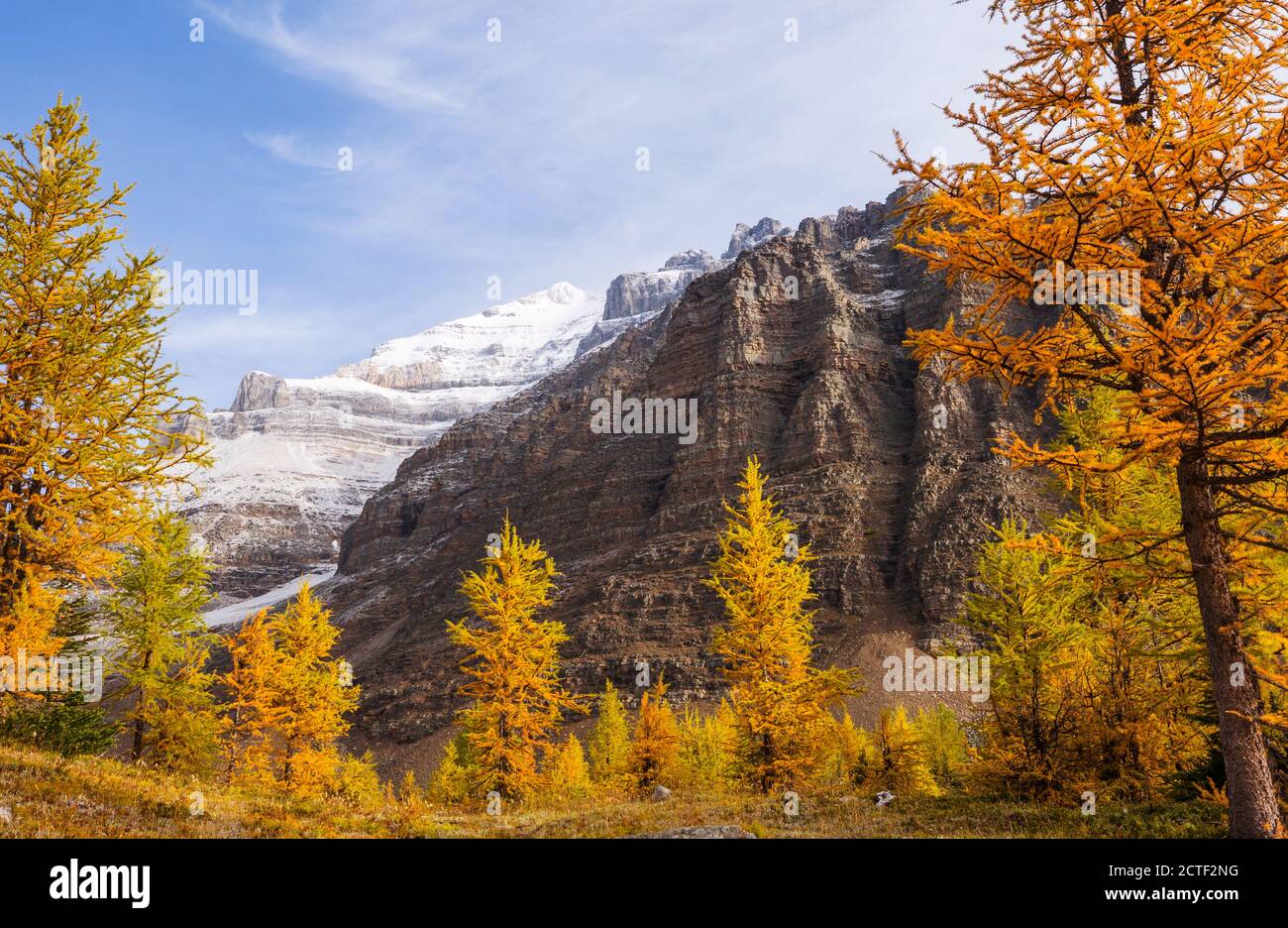 Beautiful golden larches in mountains, Fall season Stock Photo - Alamy