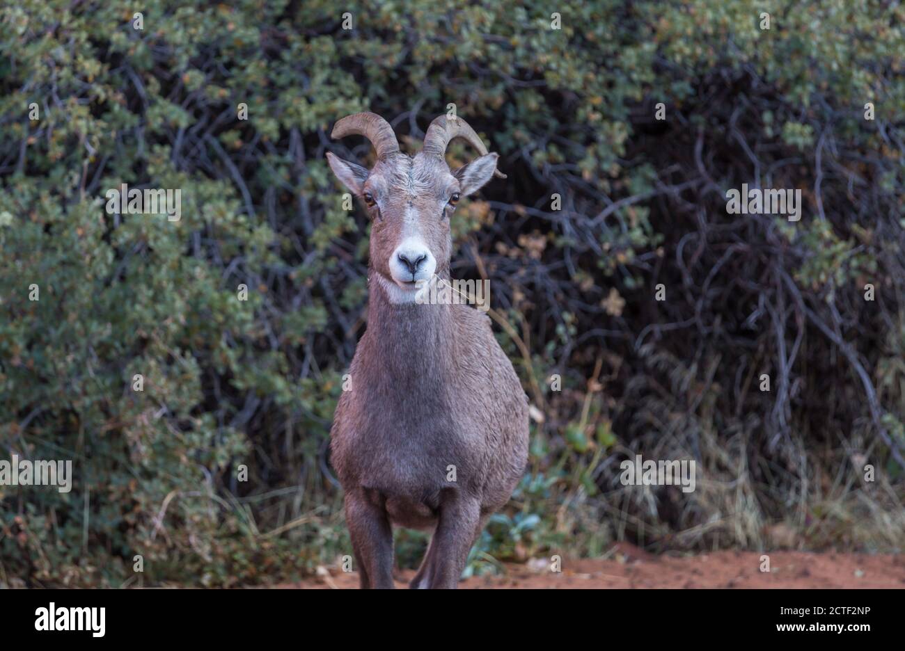 Wild bighorn sheep in Cascade mountains Stock Photo - Alamy
