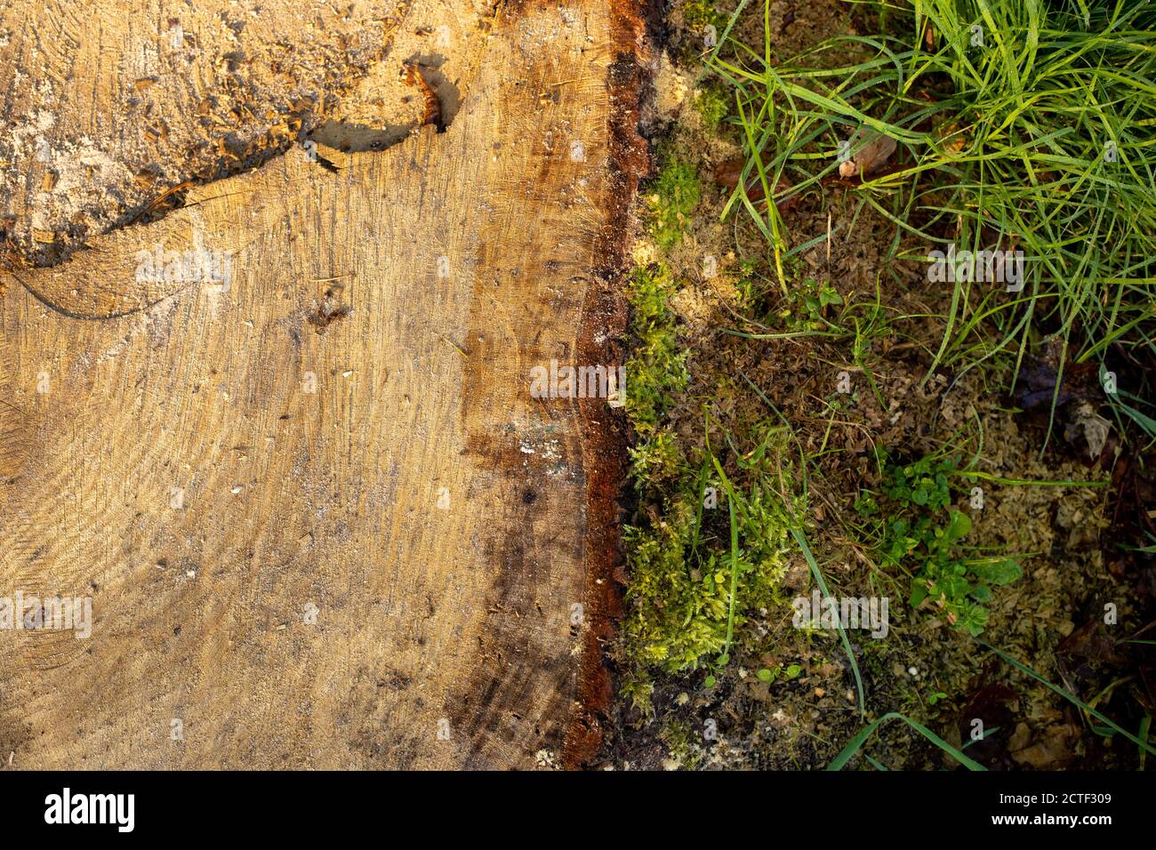Moss cross section hi-res stock photography and images - Alamy