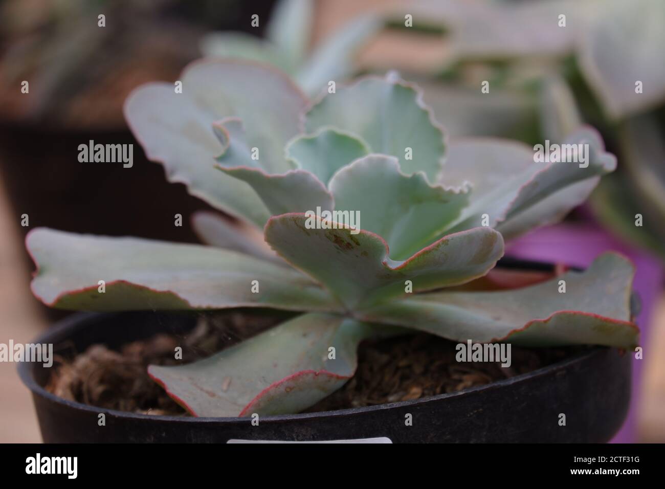 Echeveria 'Crinoline Ruffles' is a gorgeous succulent that has green ...