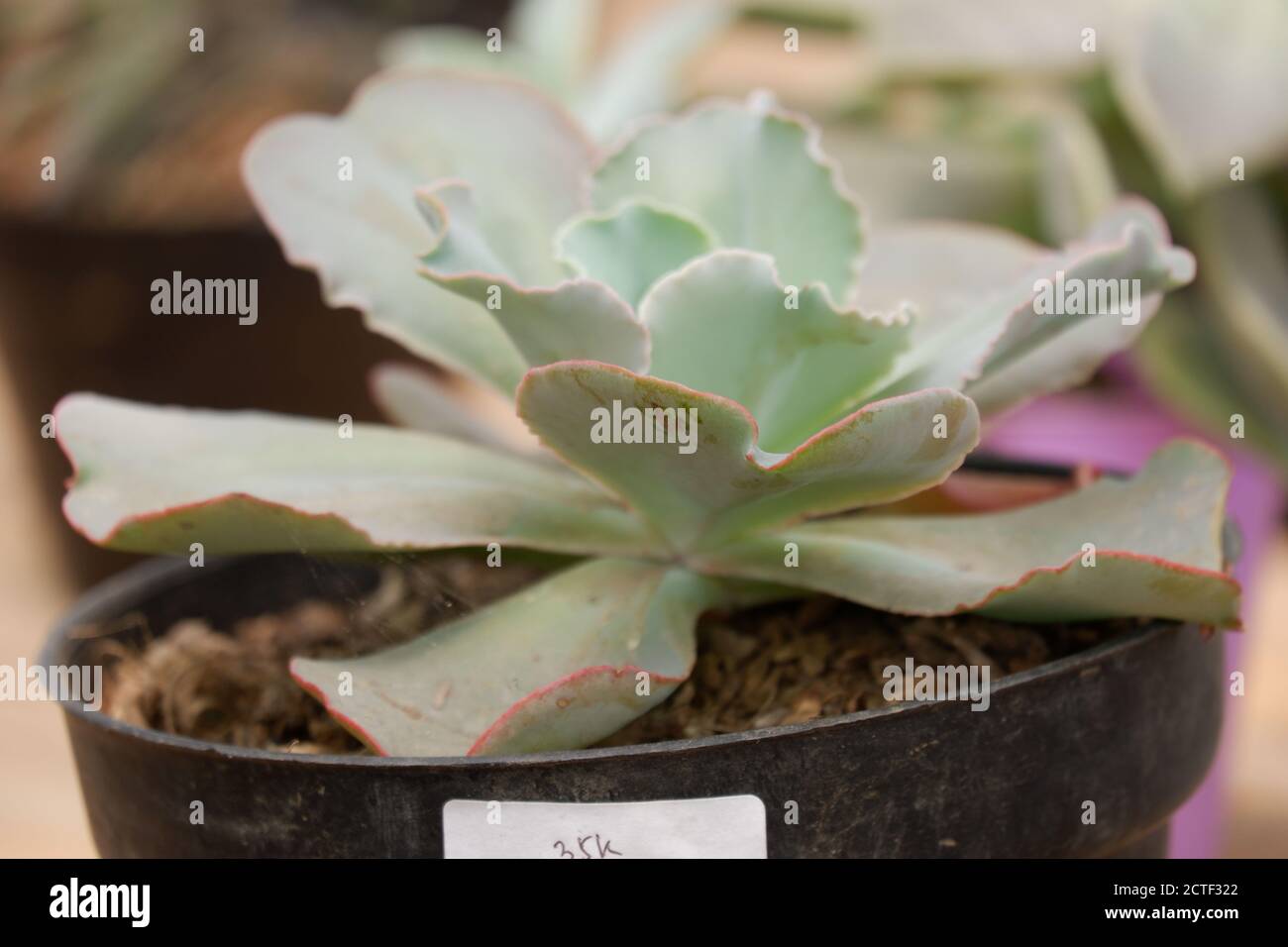 Echeveria 'Crinoline Ruffles' is a gorgeous succulent that has green ...