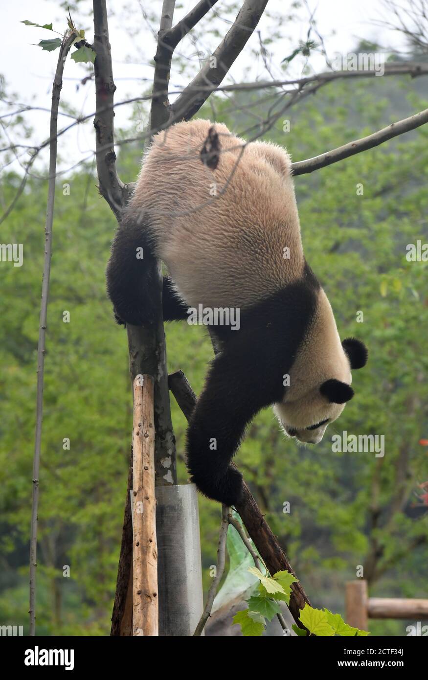 A panda plays by itself at the Fenghuang Panda House in Miao autonomous ...