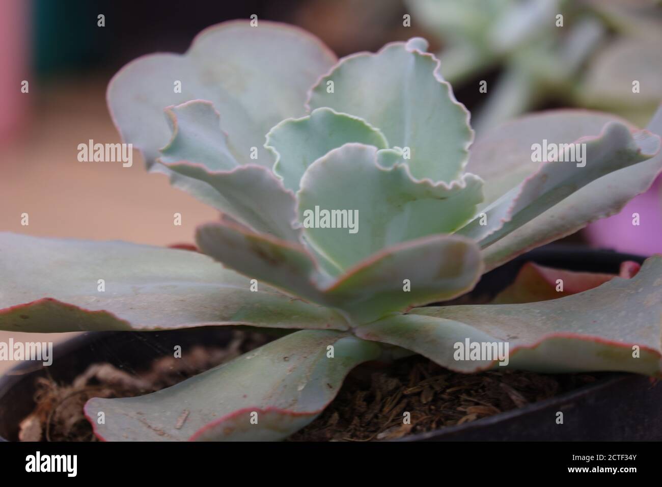 Echeveria 'Crinoline Ruffles' is a gorgeous succulent that has green ...