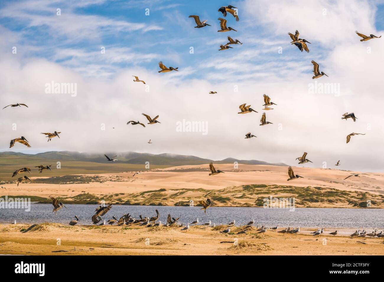 Flck of birds on the beach. Colony of seagulls and brown pelicans. Sand ...
