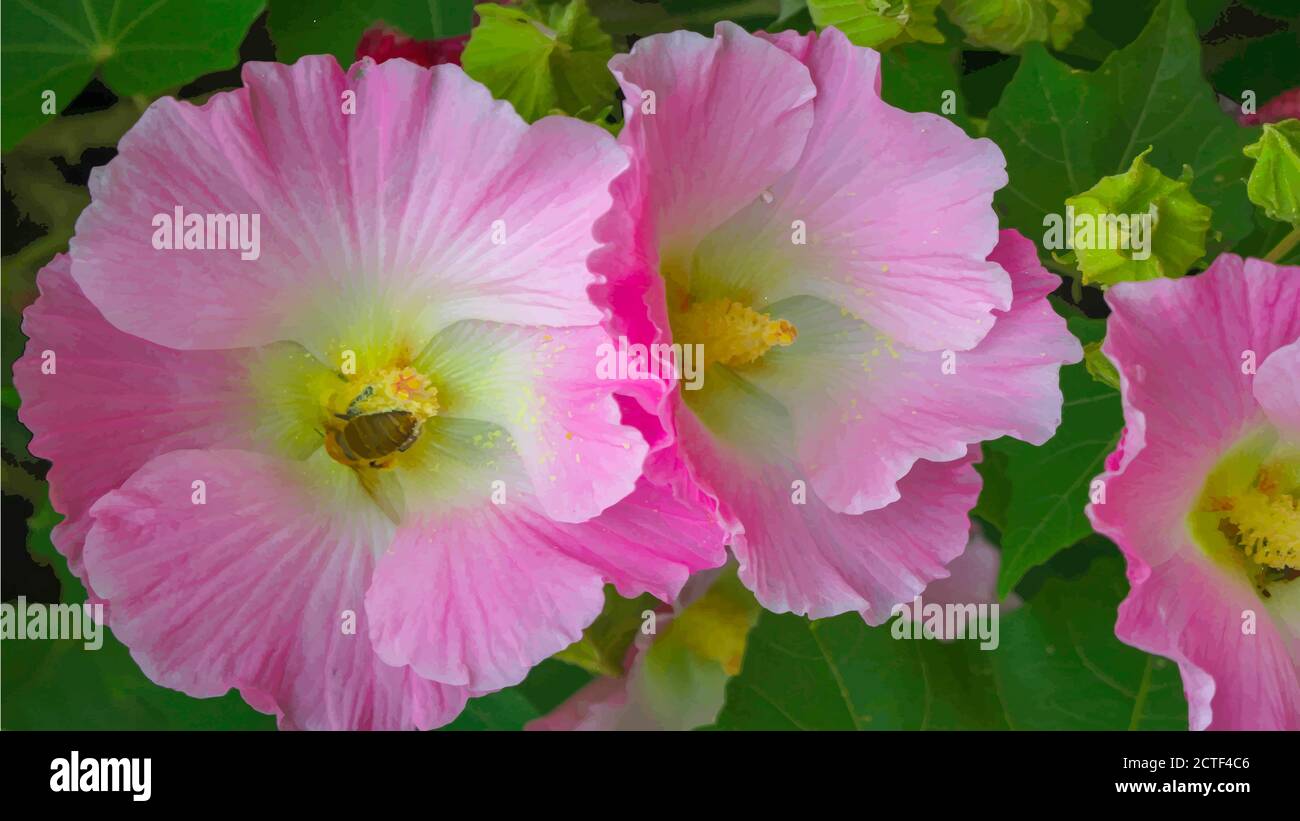 beautiful flower vector,pink flower, bunga raya flower isolated ...