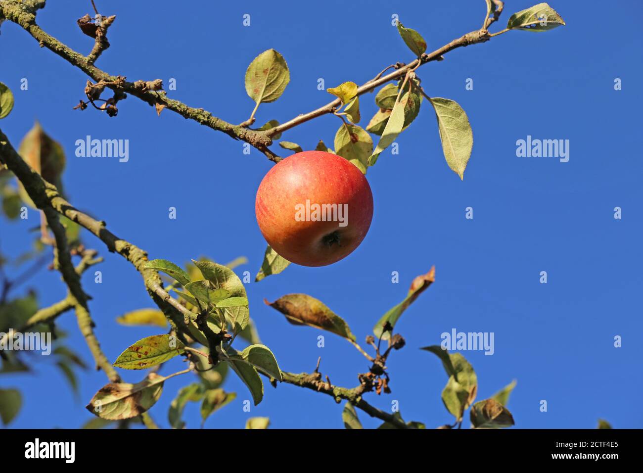 Golden delicious apple hanging on hi-res stock photography and images ...