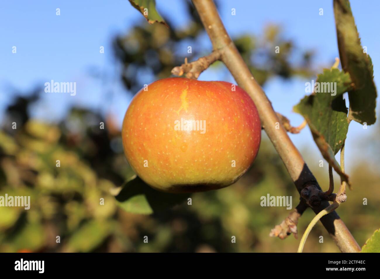 Spy apple hi-res stock photography and images - Alamy
