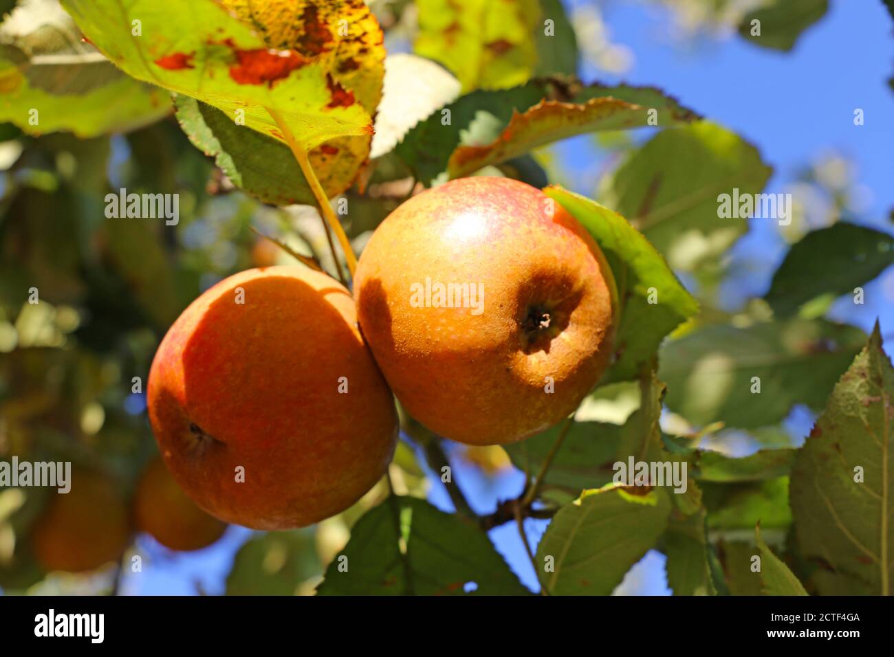 Gravenstein Apple Tree