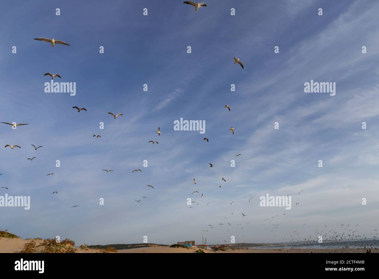 A huge flock of flying seagulls at Costa da Caparica in Lisbon city ...