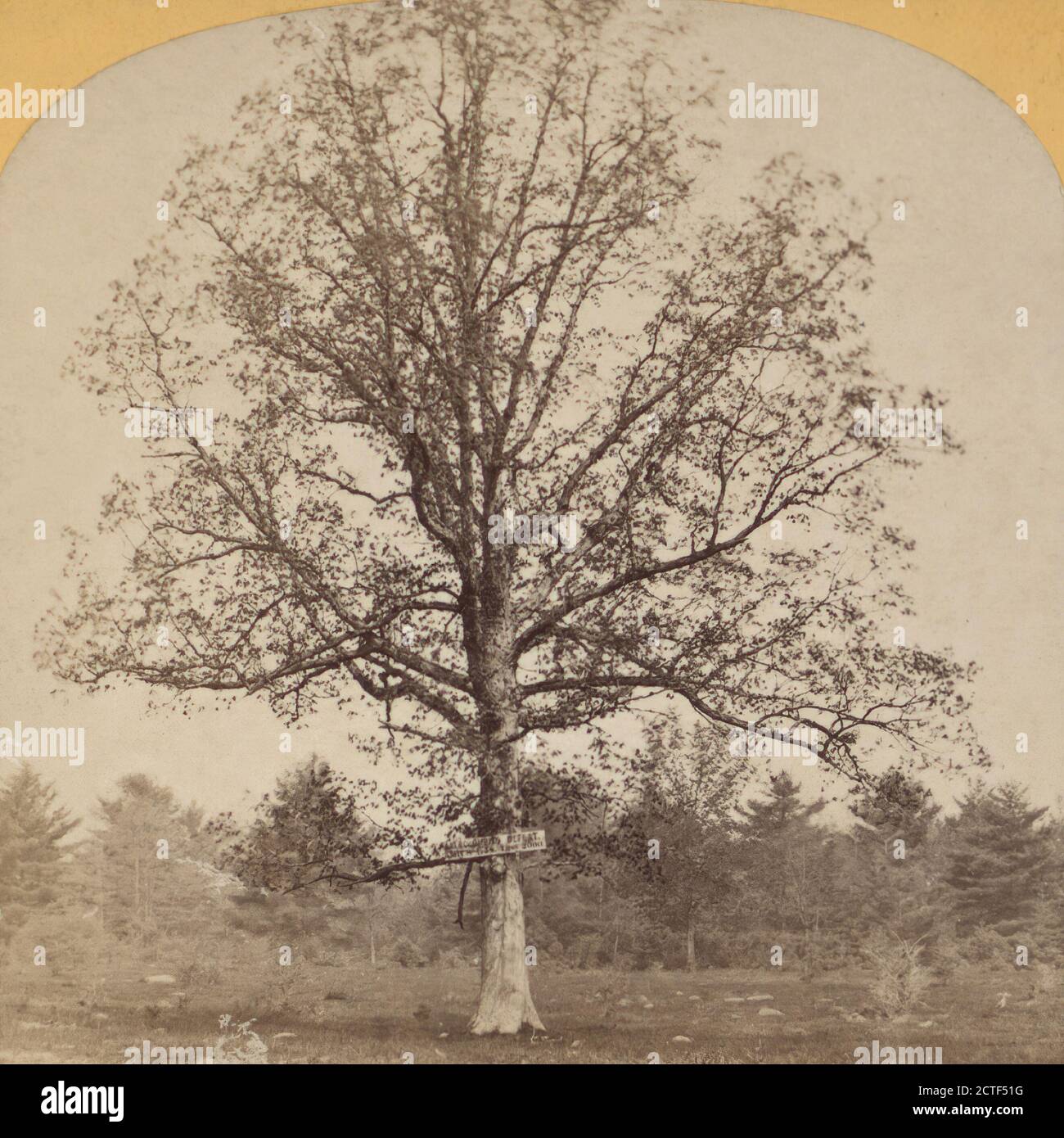 Battleground. Abercrombia's Defeat, 1758., Kilburn Brothers, Trees ...