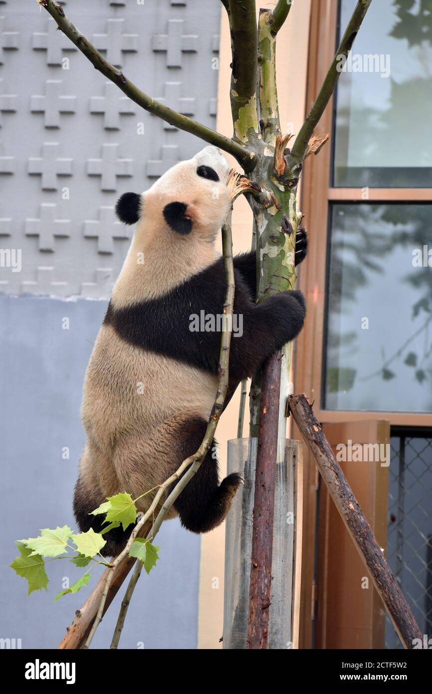 A panda plays by itself at the Fenghuang Panda House in Miao autonomous ...