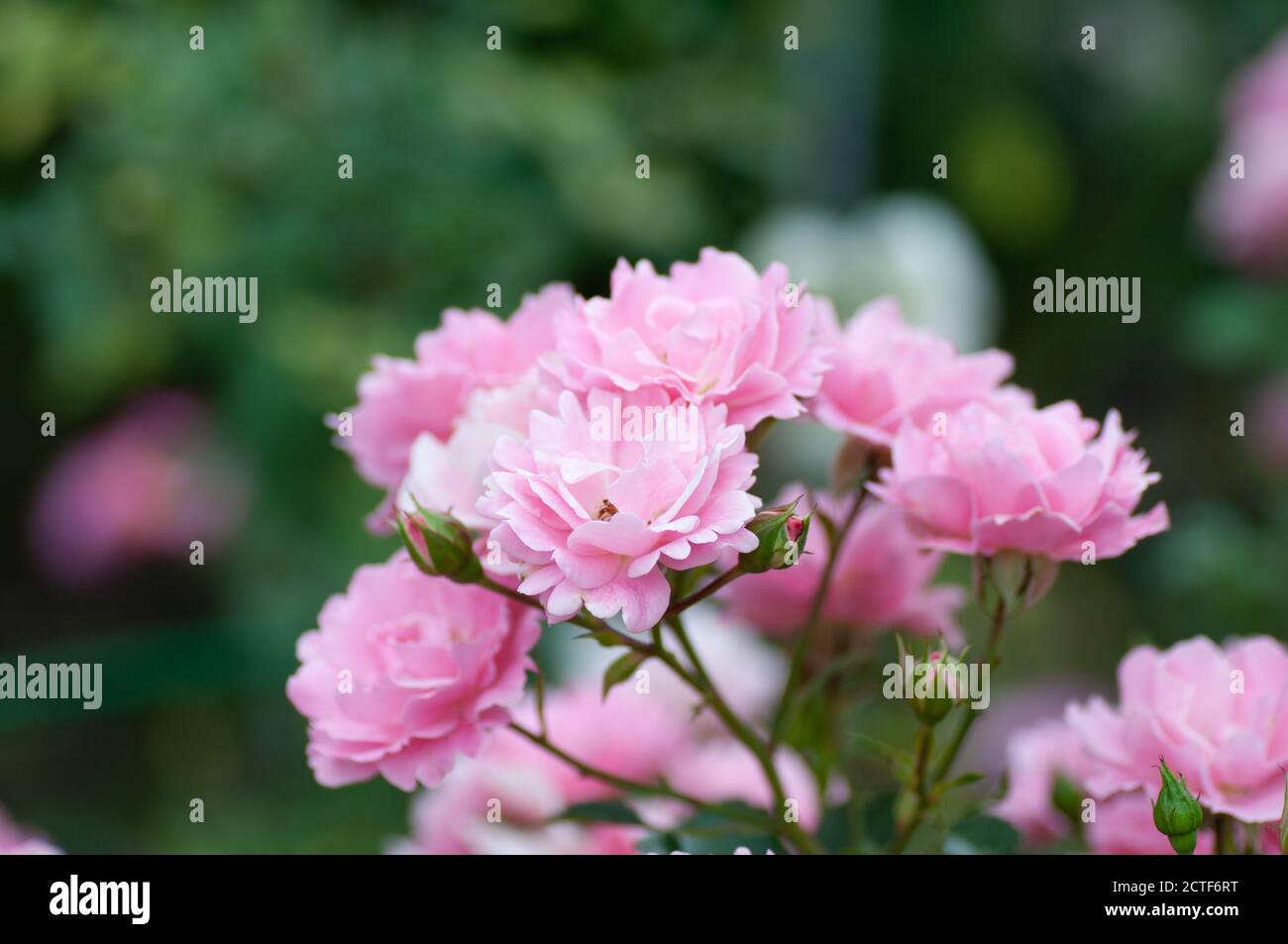 Tender Pink Rose flowers with raindrops on stem on green background in ...