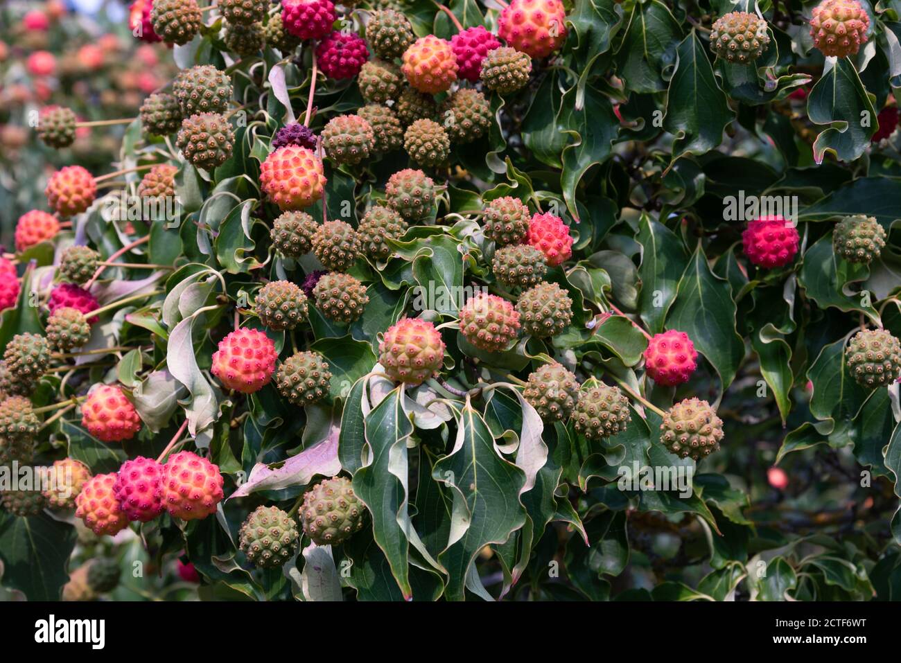 Cornus kousa 'John Slocock' showing the fruit or seeds Stock Photo - Alamy