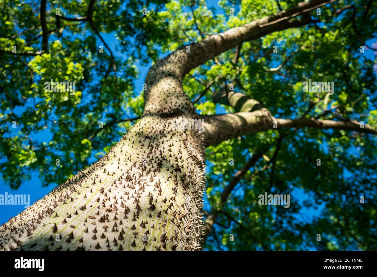 Thorn way hi-res stock photography and images - Alamy