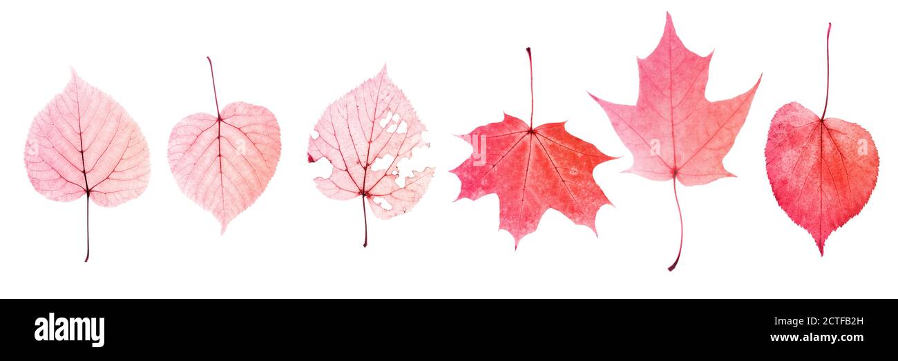 six red leaves isolated on white background. objects for design Stock ...