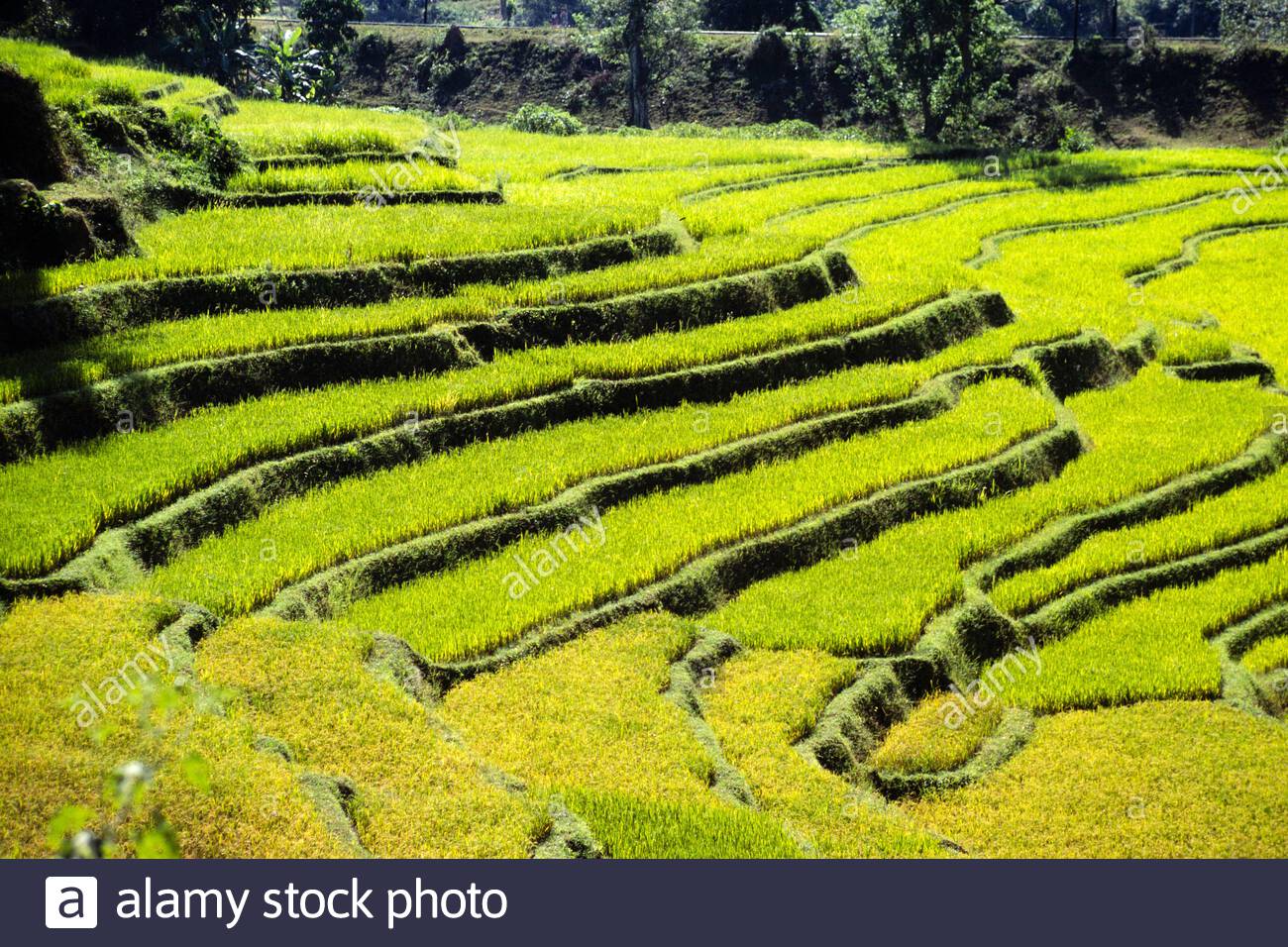 Sri Lanka Paddy Field High Resolution Stock Photography and Images - Alamy