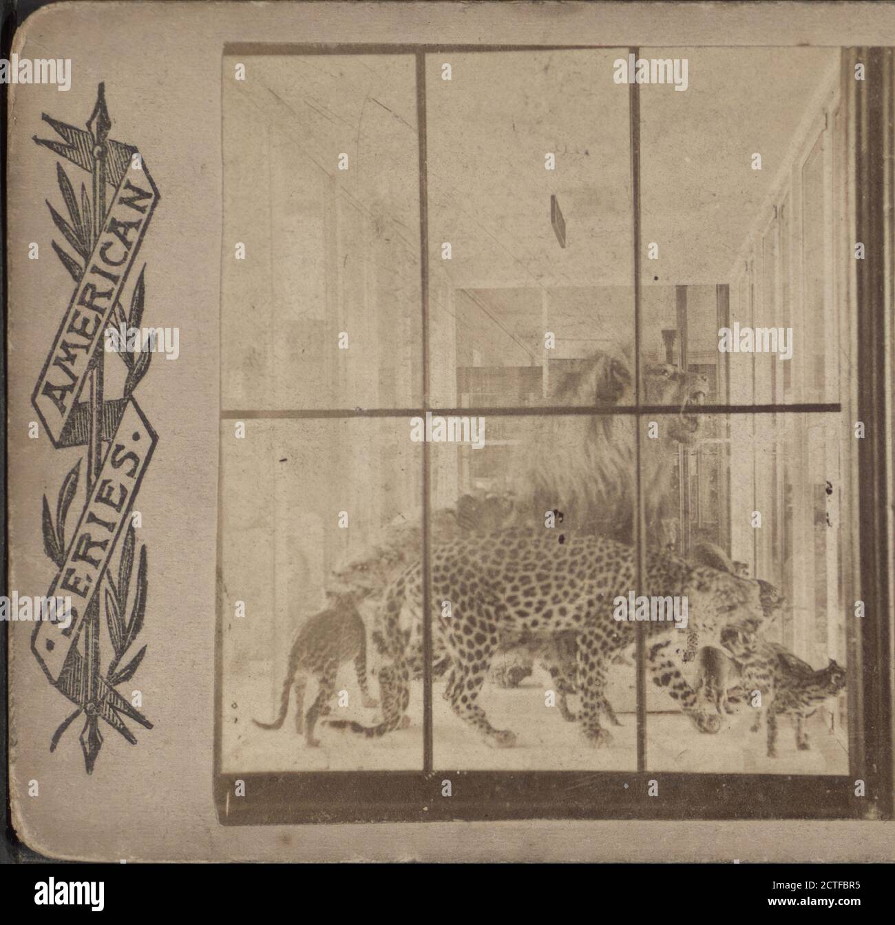 N y menagerie hi-res stock photography and images - Alamy