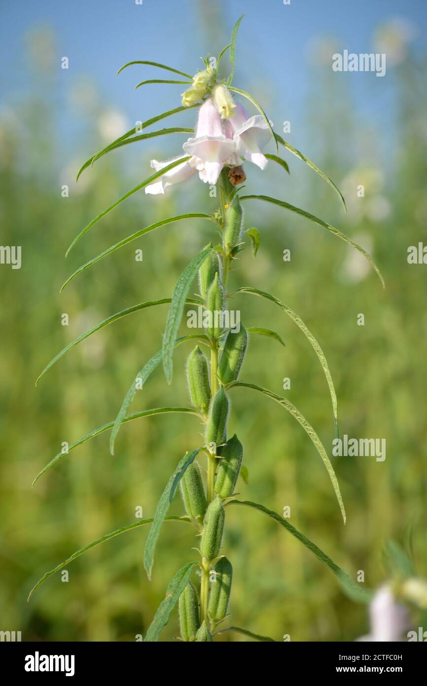The sesame tree hi-res stock photography and images - Alamy