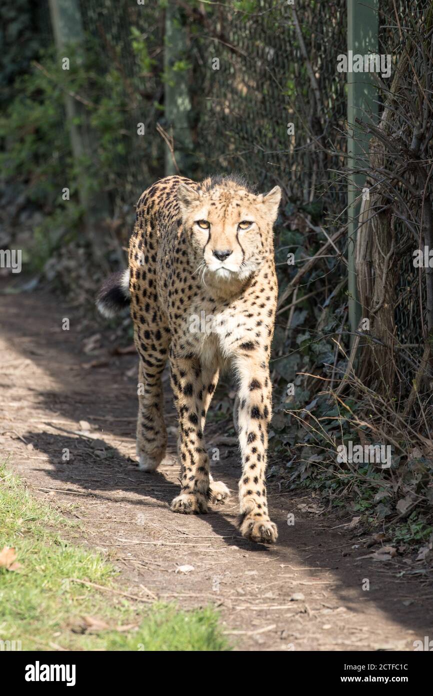Cheetah body shot hi-res stock photography and images - Alamy