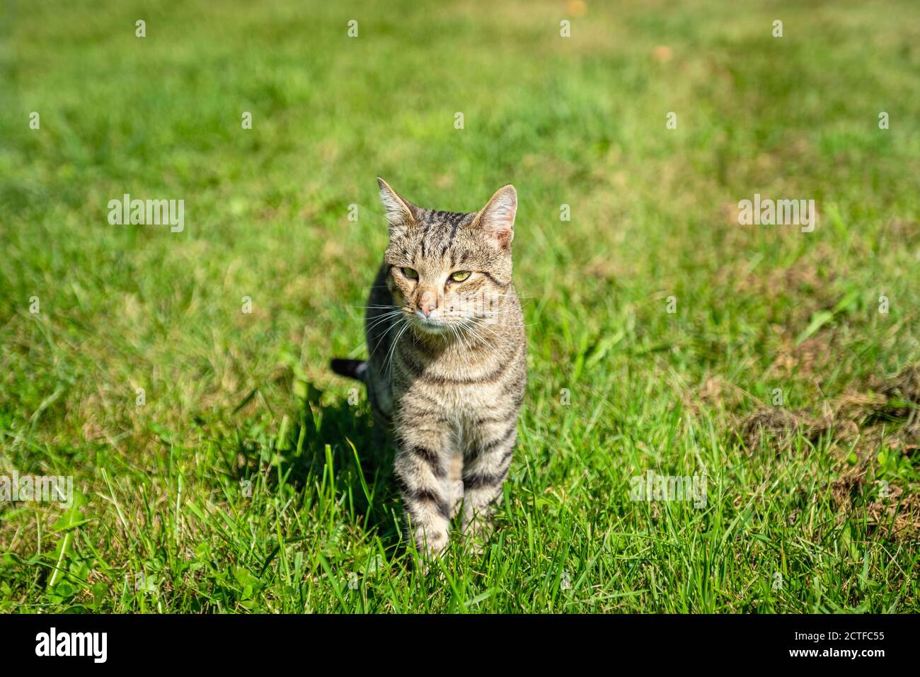 Domestic cat standing on grassy field Stock Photo - Alamy