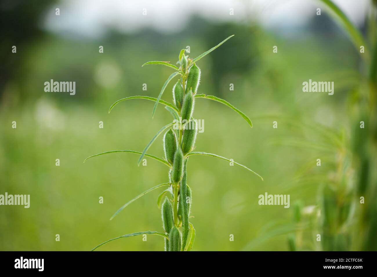 Sesame tree hi-res stock photography and images - Alamy