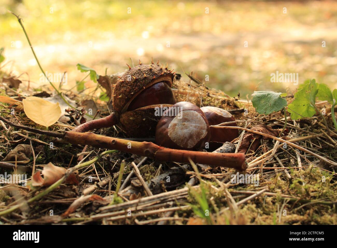 Closeup shot of chestnuts on the ground Stock Photo - Alamy