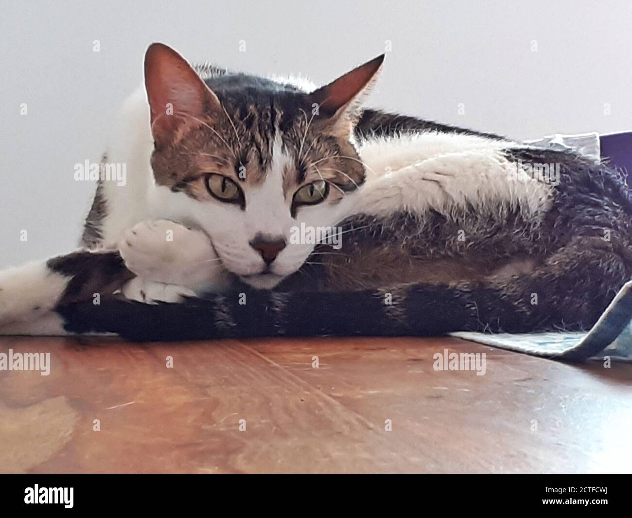 Black fluffy cat laying hi-res stock photography and images - Alamy
