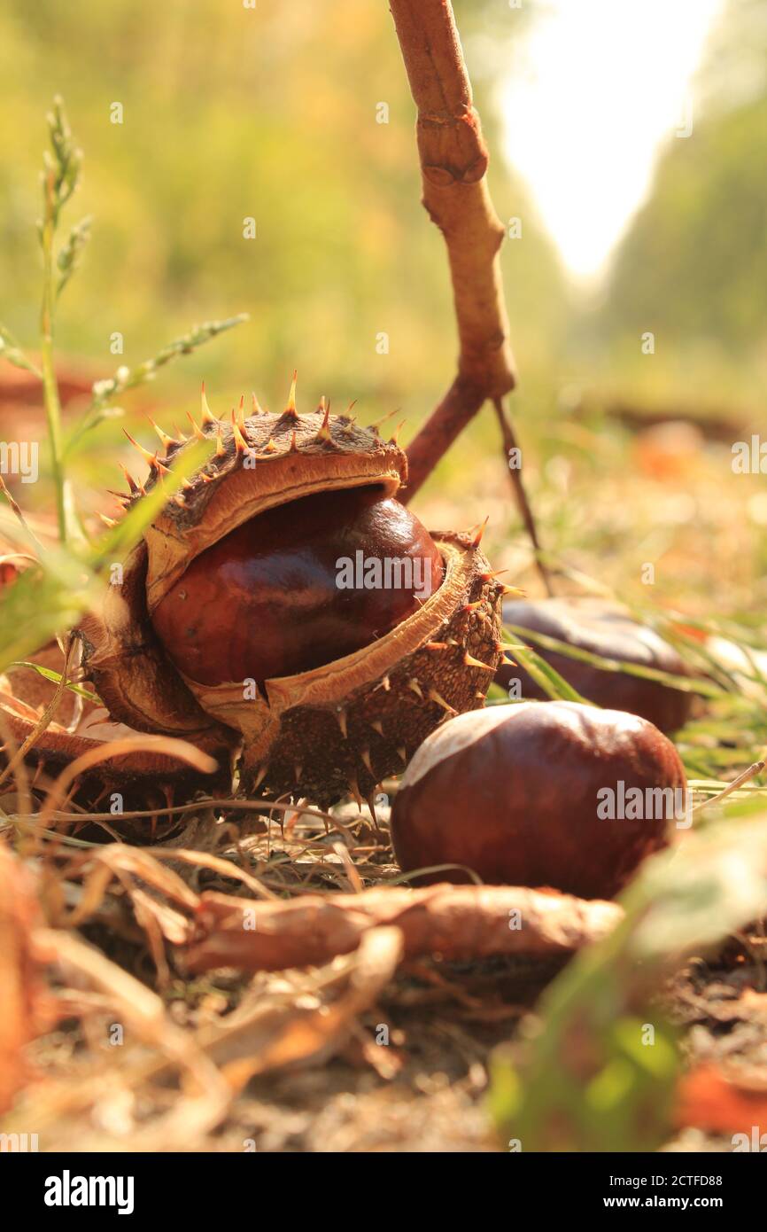 Vertical shot of chestnuts on the ground Stock Photo - Alamy