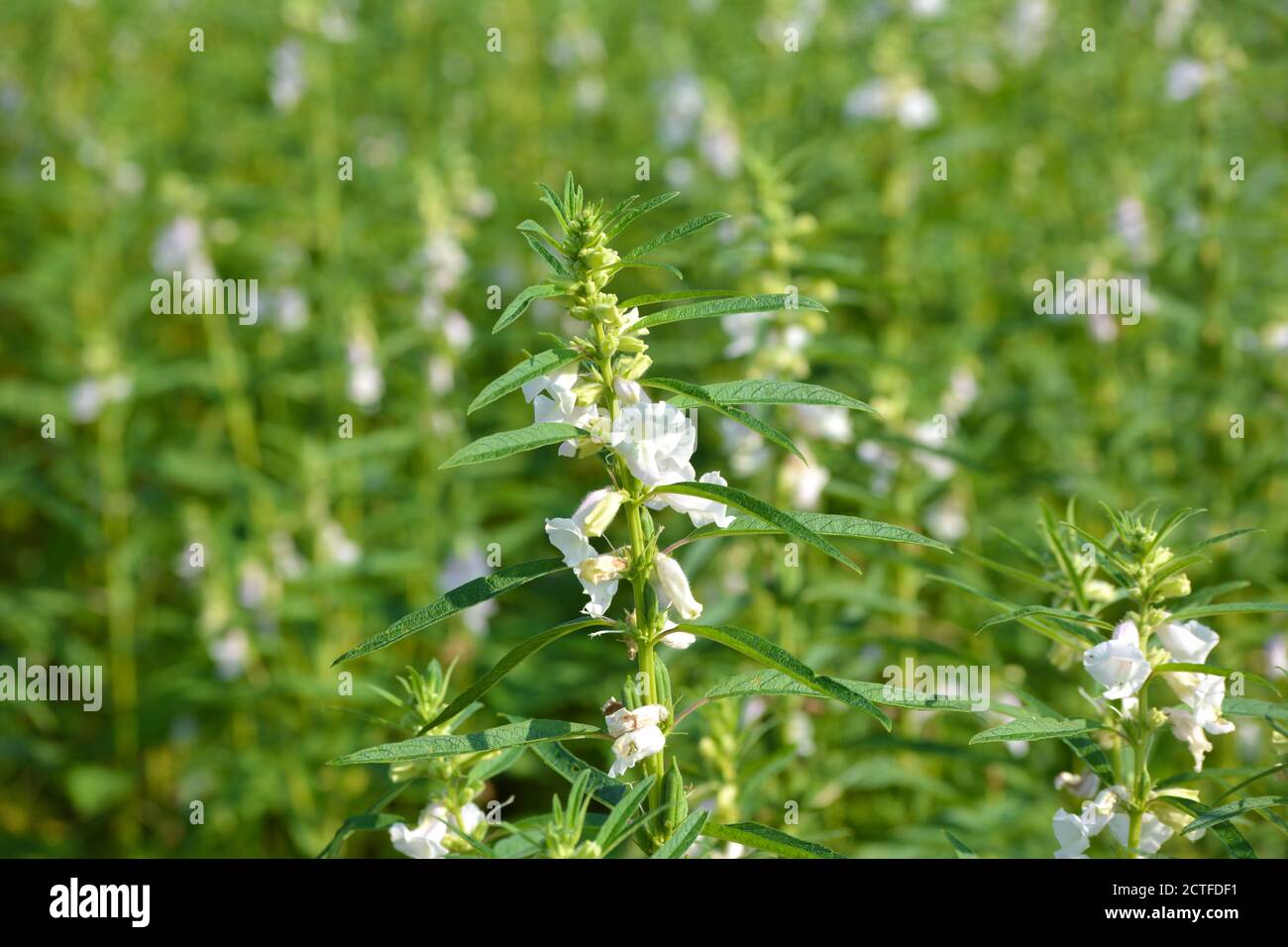 Sesame seed farm sesamum hi-res stock photography and images - Alamy