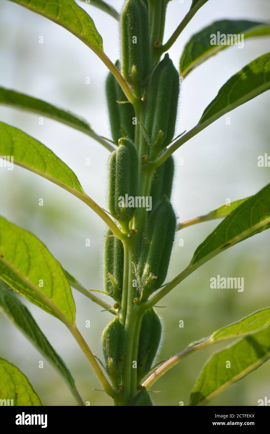 Sesame seed flower on tree in the field Stock Photo - Alamy