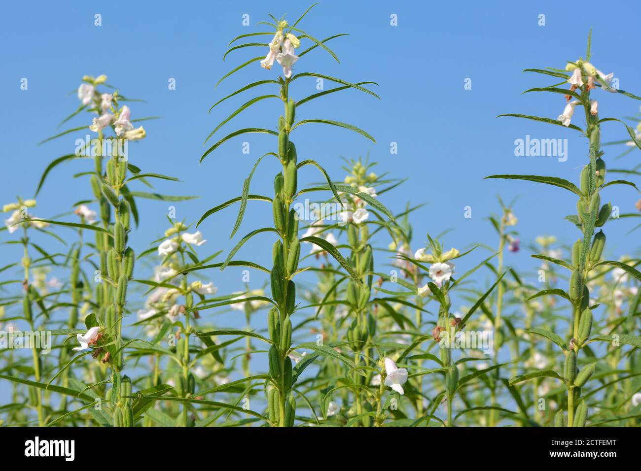 Sesame seed farm sesamum hi-res stock photography and images - Alamy