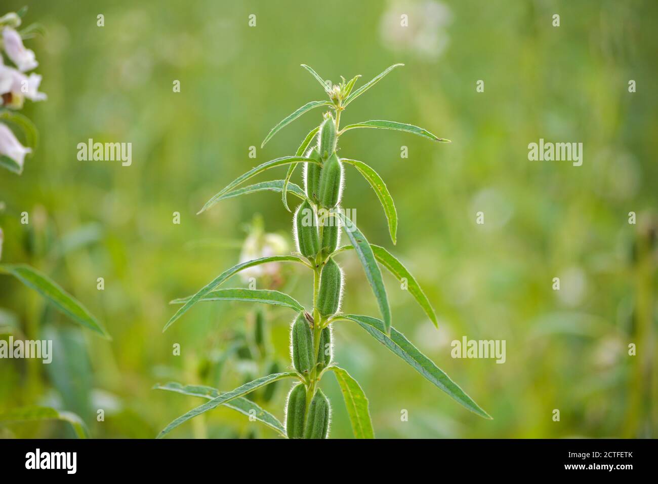 Sesame tree hi-res stock photography and images - Alamy