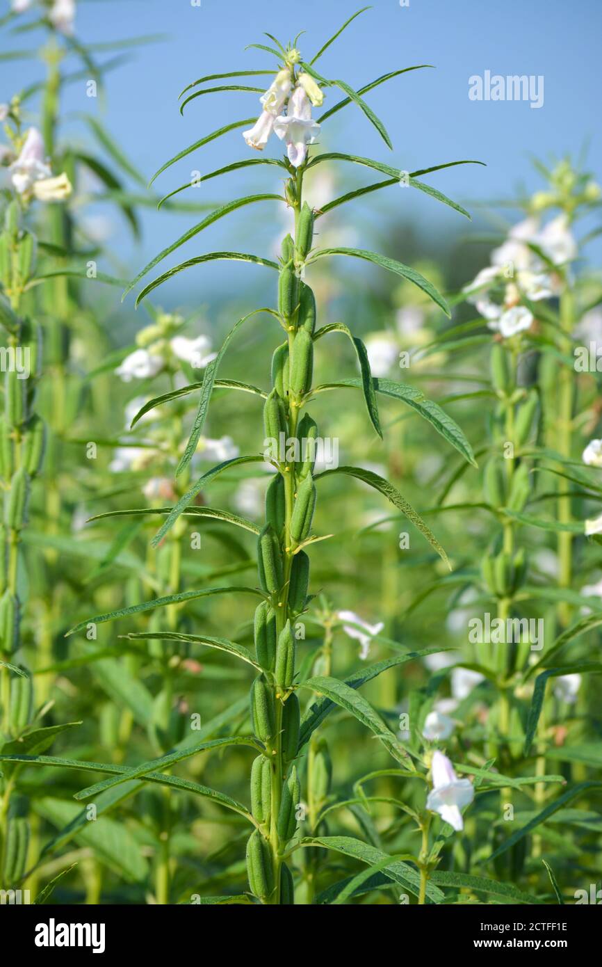 Sesame seed farm sesamum hi-res stock photography and images - Alamy