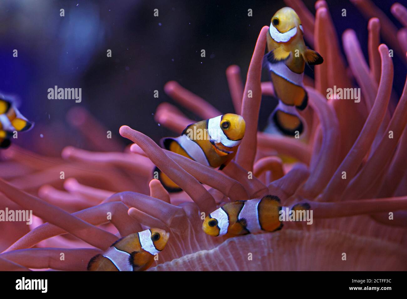 clownfish with anemone in the community in aquarium Stock Photo - Alamy