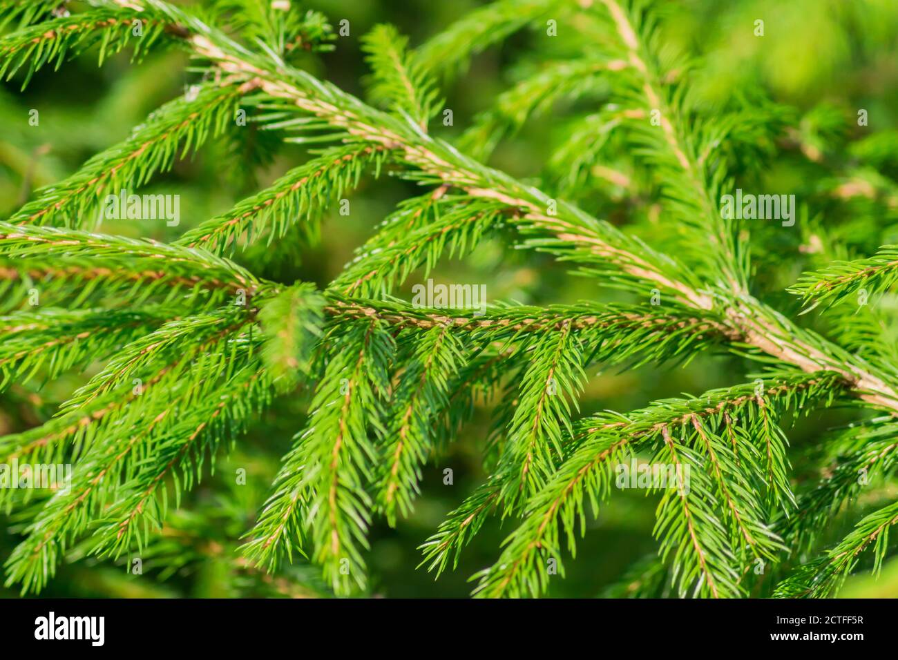 Background texture of green Fir tree branch. Fluffy young branch Fir ...