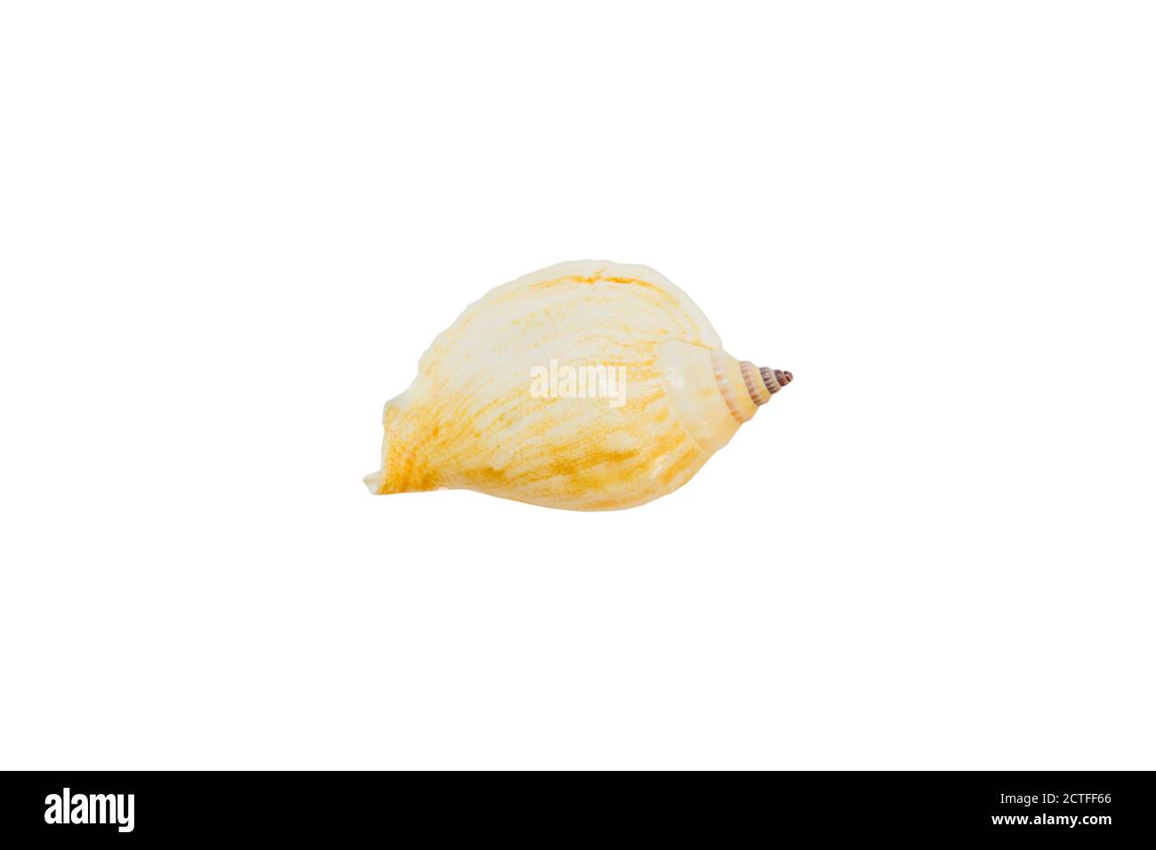 marine sea shell isolated on white background Stock Photo - Alamy